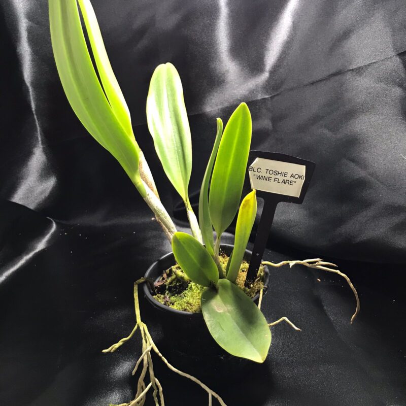 BLC. Toshie Aoki 'Wine Flare' - Orquidário Cheiro de Mato